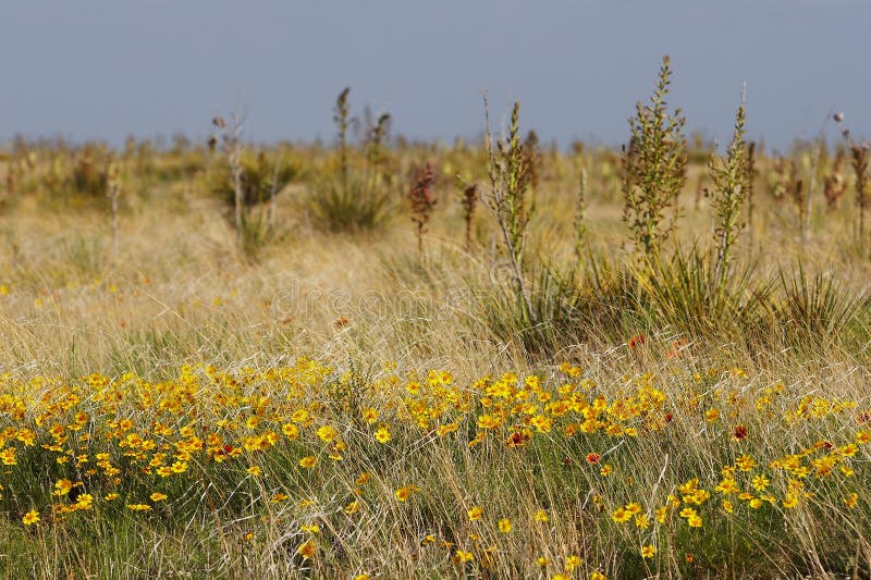 South Texas Prairie stock image. Image of lone, tree, horizon - 206099