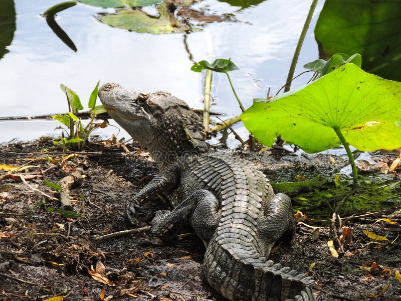 Texas Alligator Lizard Gerrhonotus Infernalis Stock Image - Image of ...