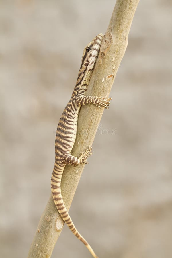 Texas alligator lizard stock image. Image of animal, coerulea - 56382327