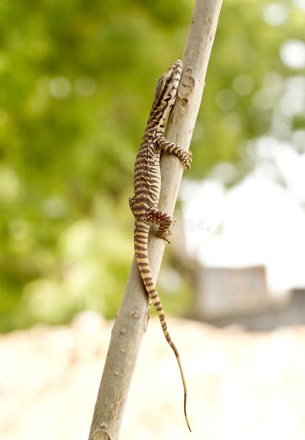 Texas alligator lizard stock photo. Image of danger, lizard - 56384920