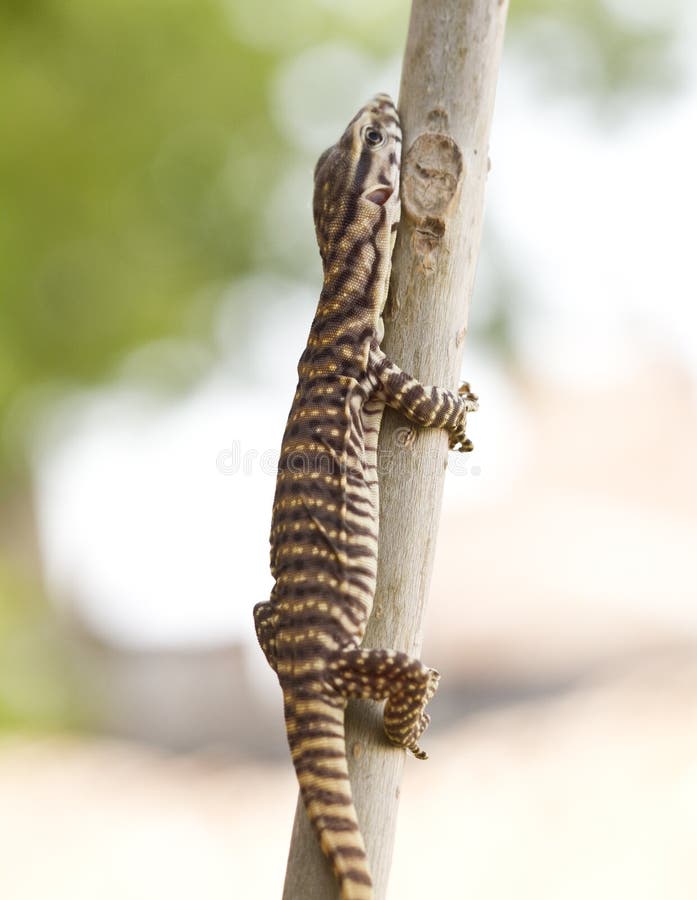 Texas alligator lizard stock image. Image of coerulea - 56384925