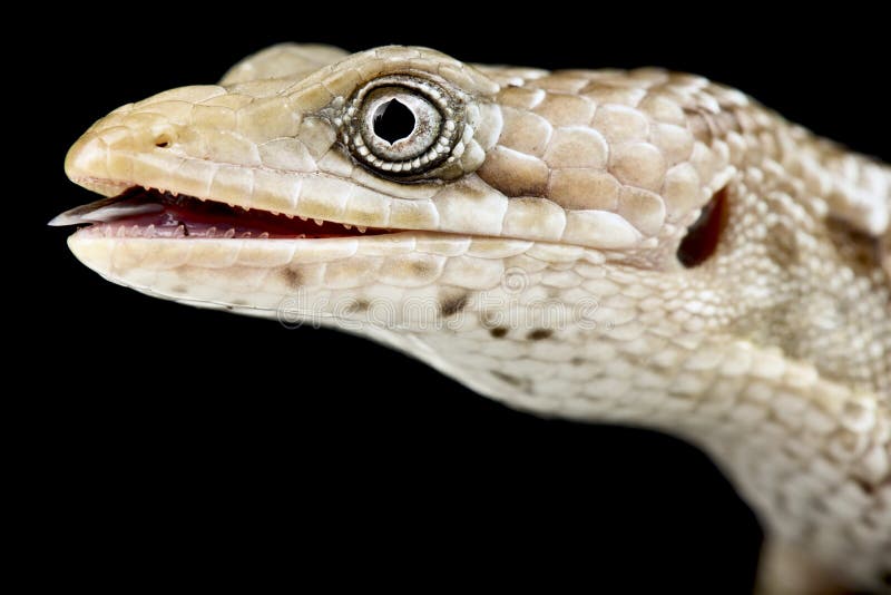 Texas Alligator Lizard Gerrhonotus Infernalis Stock Image - Image of ...