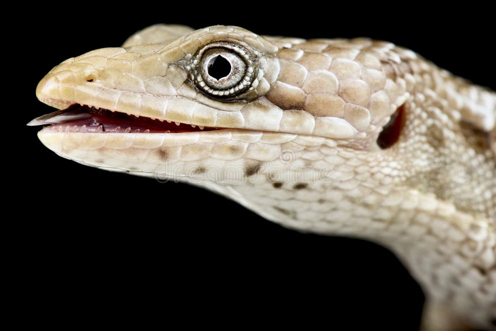 Texas Alligator Lizard Gerrhonotus Infernalis Stock Photo - Image of ...