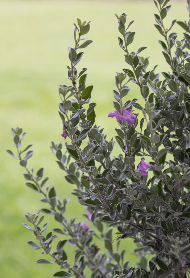 Texas Barometer Bush Texas Sage, Leucophyllum Frutescens Stock Photo ...