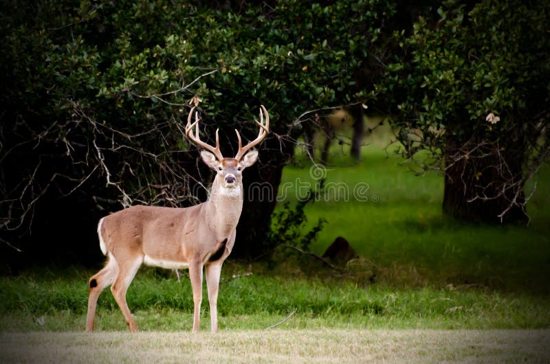 Texas Big Buck stock image. Image of trail, critter, trek - 77155181