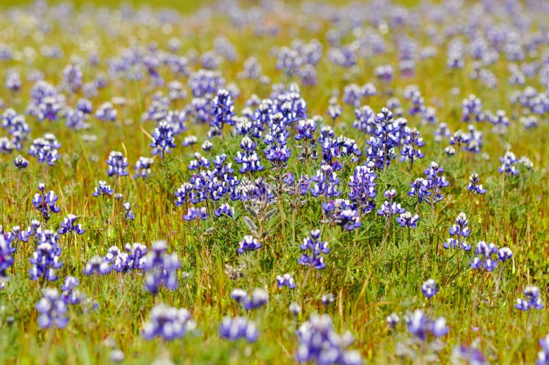 Closeup of a CLuster of Texas Bluebonnet Wildflowers. Stock Photo ...
