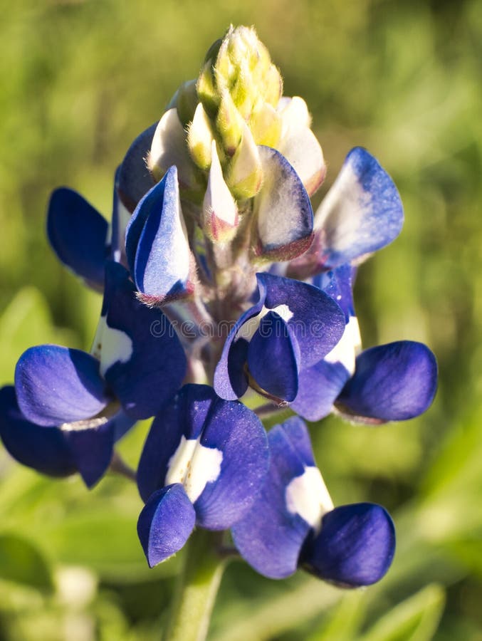 Texas Blue Bonnet Springtime Flower Stock Photo - Image of blue ...