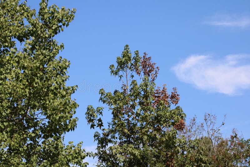Texas Blue Skies Trees Turning Fall Afternoon Stock Photo - Image of ...