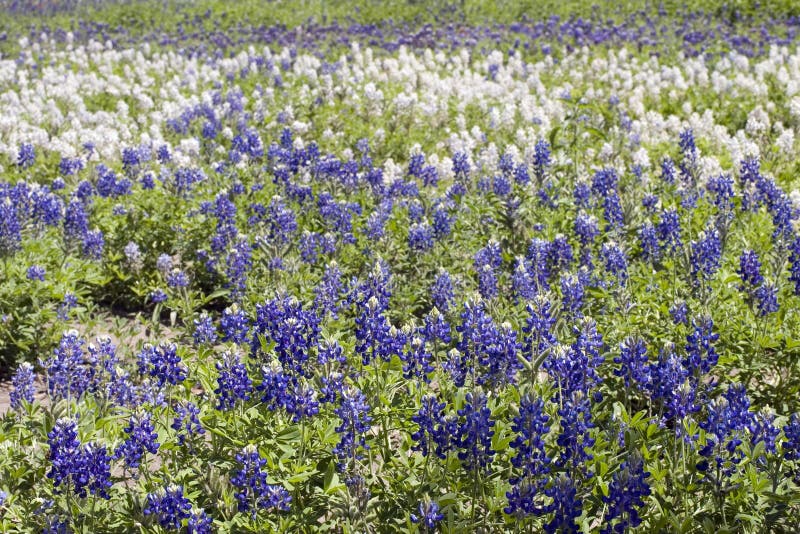 Texas Bluebonnets in Spring Stock Photo - Image of scenery, vista: 32257930