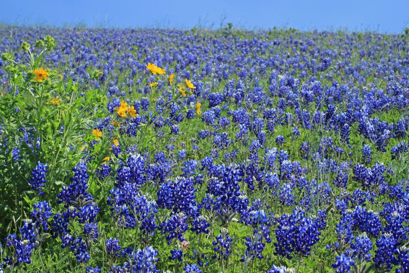 Texas Bluebonnets stock photo. Image of bluebonnets, park - 30650086