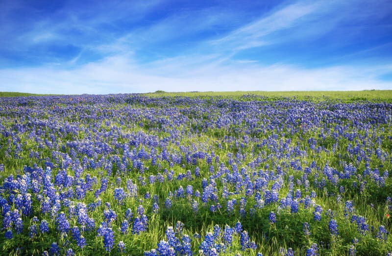 Texas Bluebonnet Field at Sunrise Stock Photo - Image of orange, nature ...