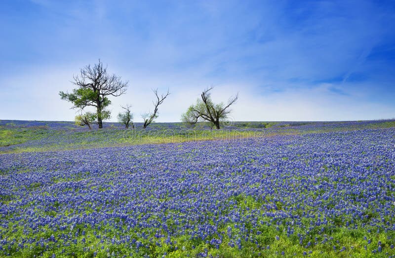 Texas Bluebonnet Field Blooming in the Spring Stock Image - Image of ...