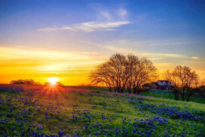 Texas Bluebonnet Field Blooming in Spring at Sunrise Stock Photo ...