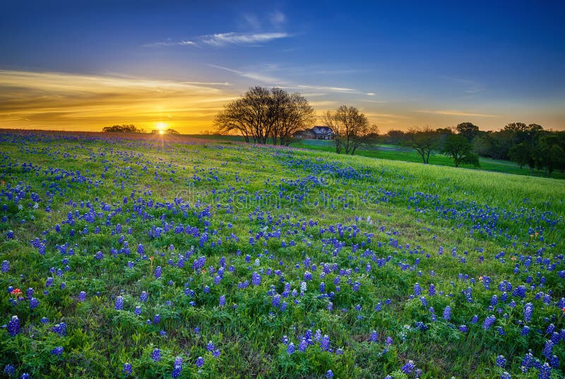 Texas Bluebonnet Field at Sunrise Stock Photo - Image of rays, colorful ...
