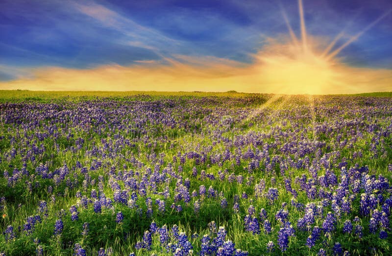Texas Bluebonnet (Lupinus Texensis ) Stock Image - Image of nature ...