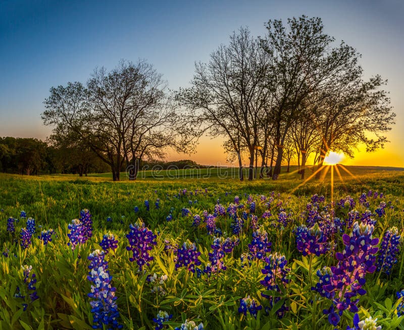 Texas Bluebonnet (Lupinus Texensis ) Stock Image - Image of nature ...