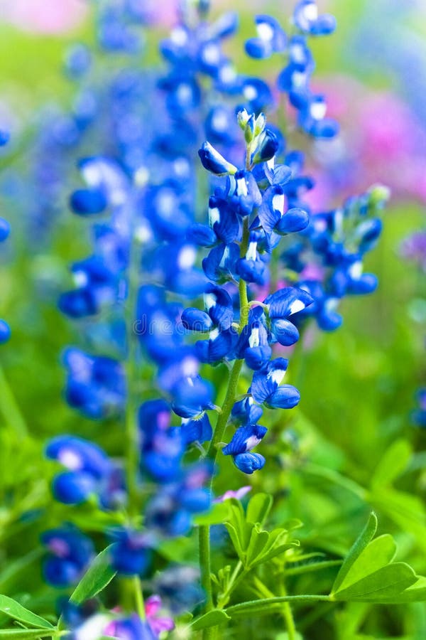 Texas Bluebonnet stock image. Image of bloom, floral - 48284779