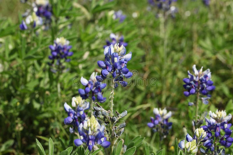 Texas Bluebonnet or Texas Lupine Stock Photo - Image of decorative ...