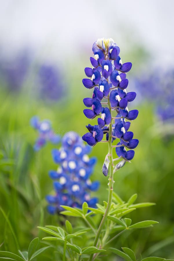Texas Bluebonnet Field at Sunrise Stock Photo - Image of orange, nature ...