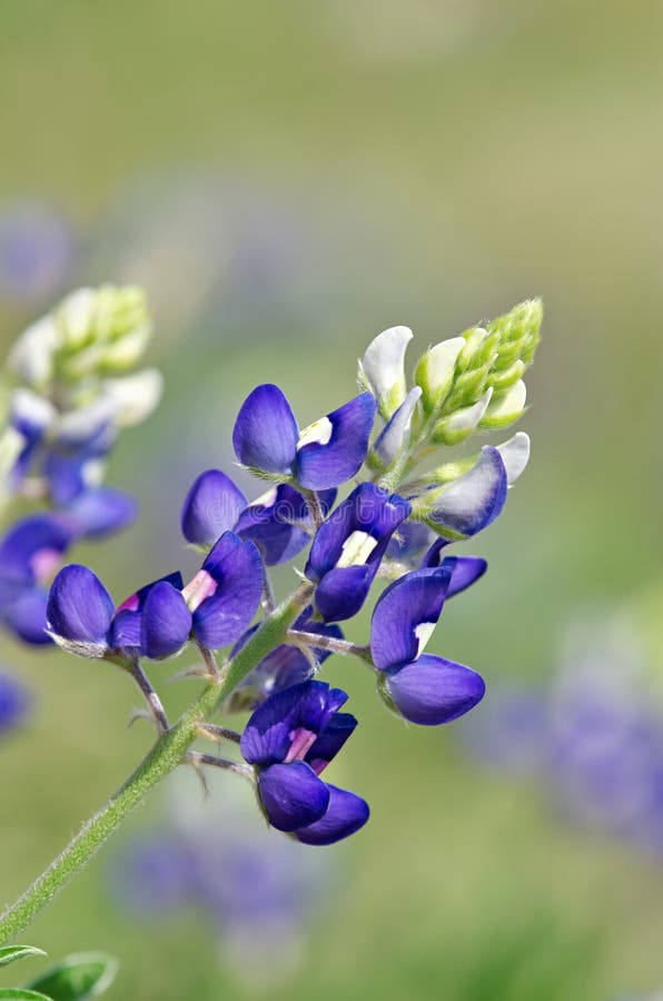 Texas Bluebonnet Field at Sunrise Stock Photo - Image of orange, nature ...