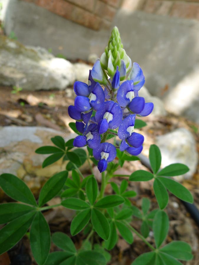 Texas bluebonnet stock image. Image of texas, texensis - 257362953