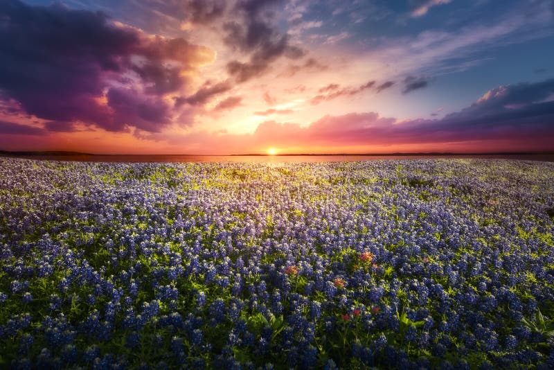 Texas Bluebonnet Sunset stock photo. Image of texas - 115169018