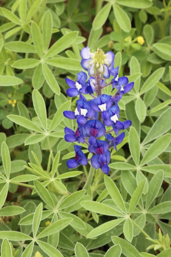 Texas Bluebonnet stock image. Image of spring, fields - 112937271