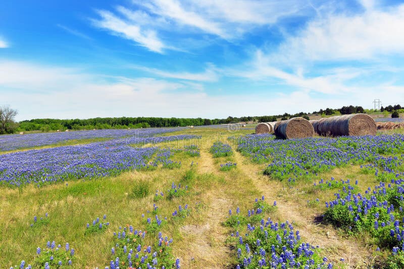 Texas Bluebonnet Trails. stock image. Image of harvest - 114934147