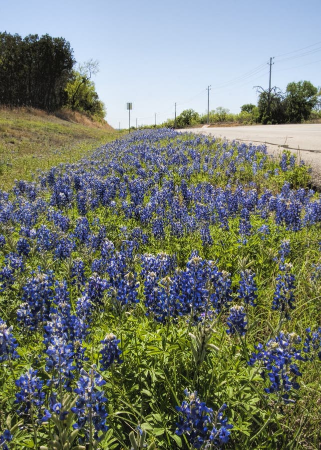Texas Bluebonnet Wildflower Roadside Landscape Foto de archivo - Imagen ...