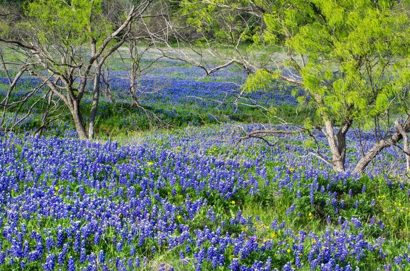 Texas Bluebonnets Blooming in the Spring Stock Image - Image of green ...