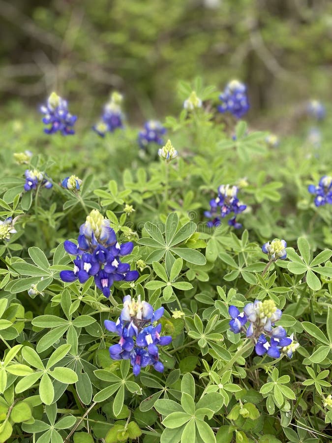 Texas bluebonnets stock photo. Image of flower, species - 182673456