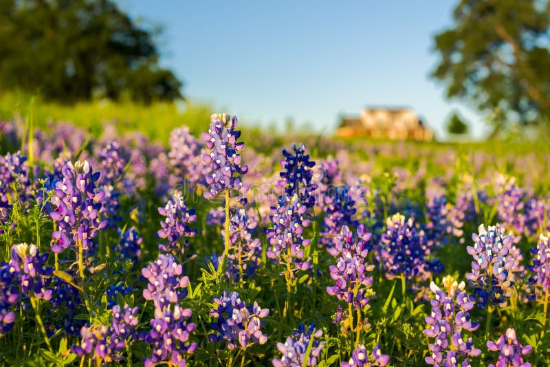 1,801 Texas Bluebonnets Stock Photos - Free & Royalty-Free Stock Photos ...