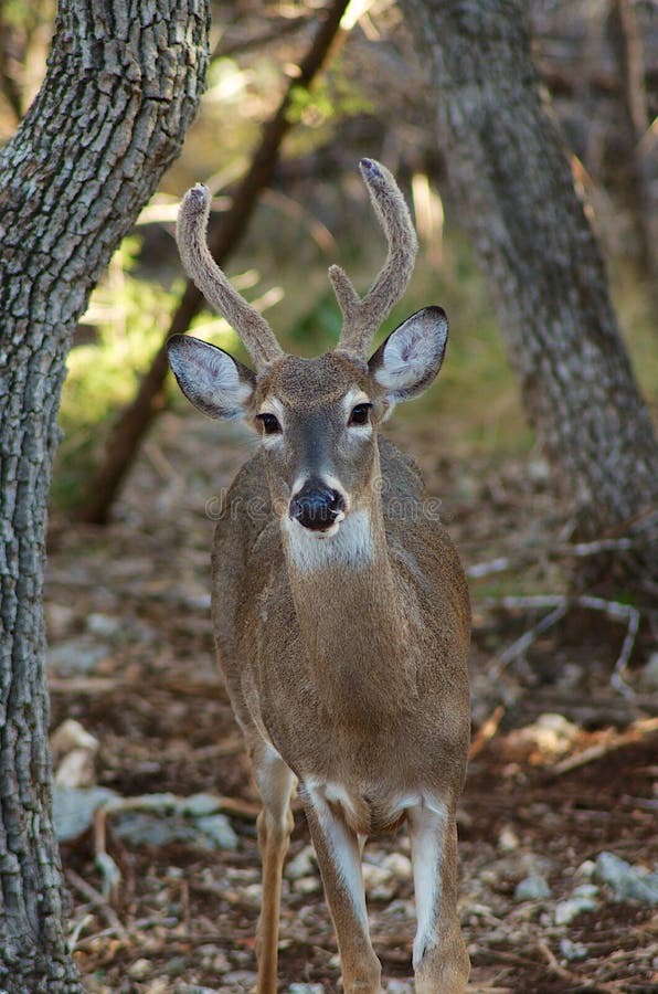 Texas Buck stock image. Image of hill, wildlife, antlers - 28393401