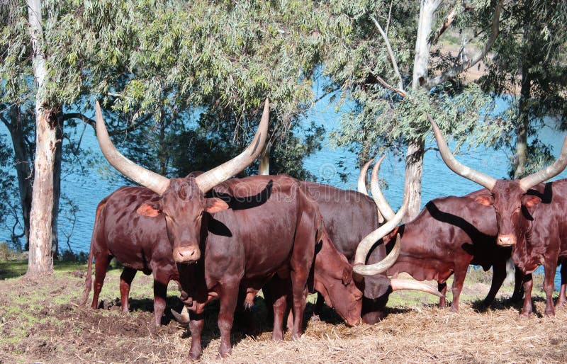 Texas bull stock photo. Image of longhorn, rodeo, texas - 70586556