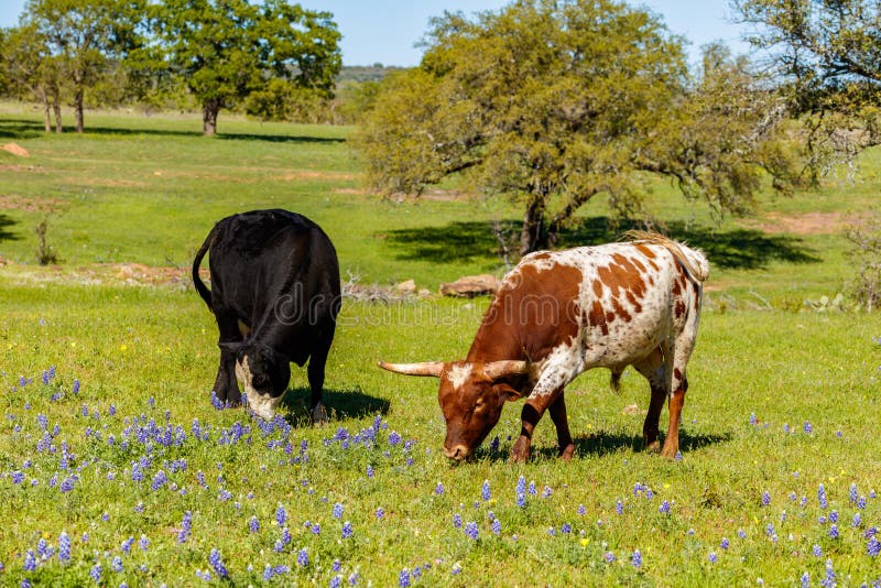 Texas cattle grazing stock image. Image of colorful, blue - 71892311