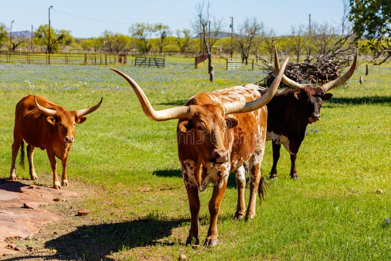 Texas cattle grazing stock image. Image of longhorn, ranch - 71892413