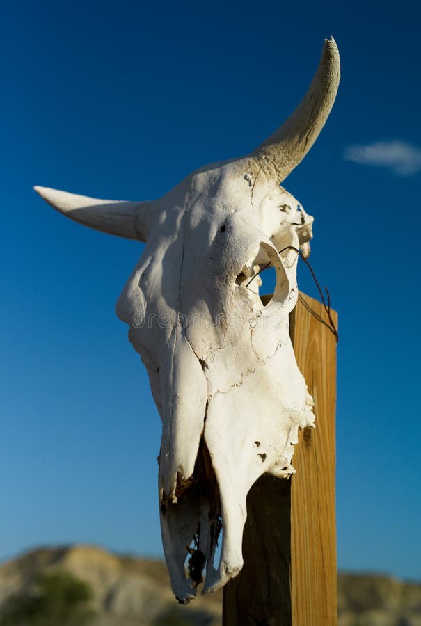 Texas Cattle Skull Op Een Post Stock Afbeelding - Image of texas ...