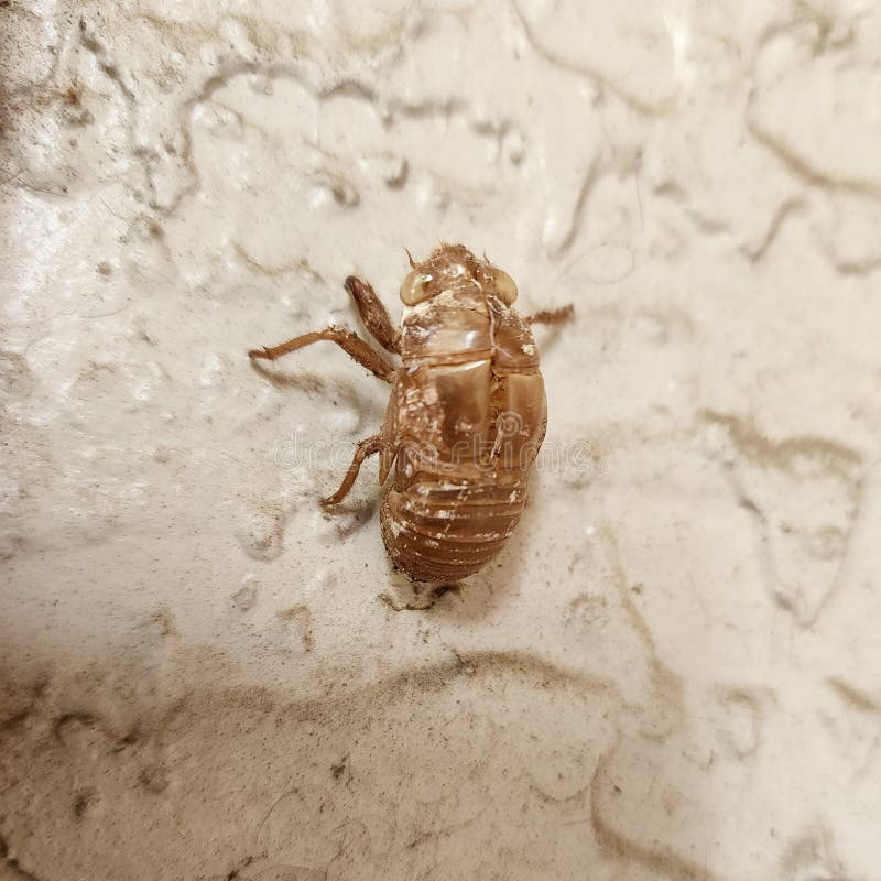 Texas Cicada Cicadidae Shell Stock Image - Image of shell, cicada ...