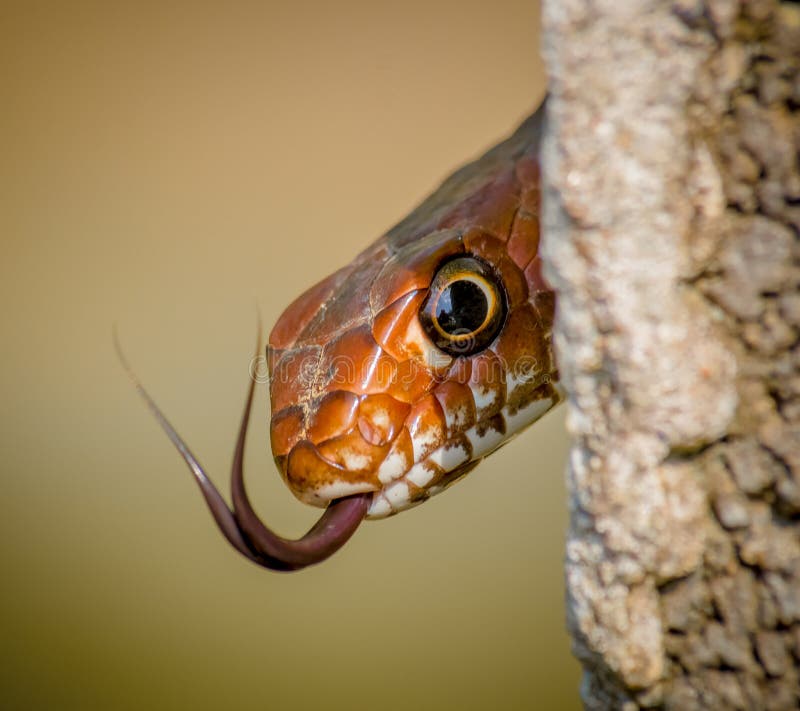 Texas Coachwhip Snake stock image. Image of scary, wild - 393650453