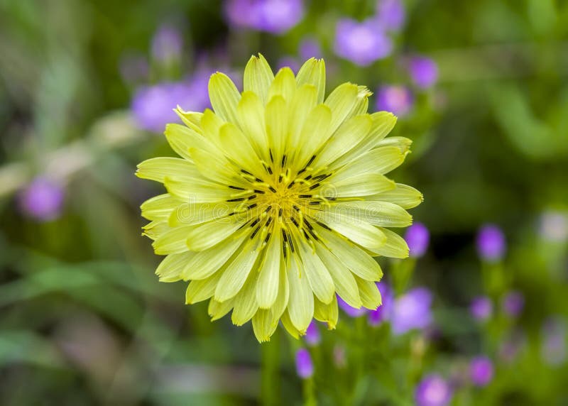 Texas Dandelion stock image. Image of spring, desertchicory - 31350997