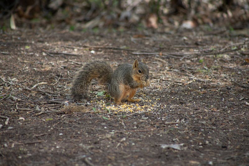 Texas Fox Squirrel Eating Corn on the Ground Stock Photo - Image of ...
