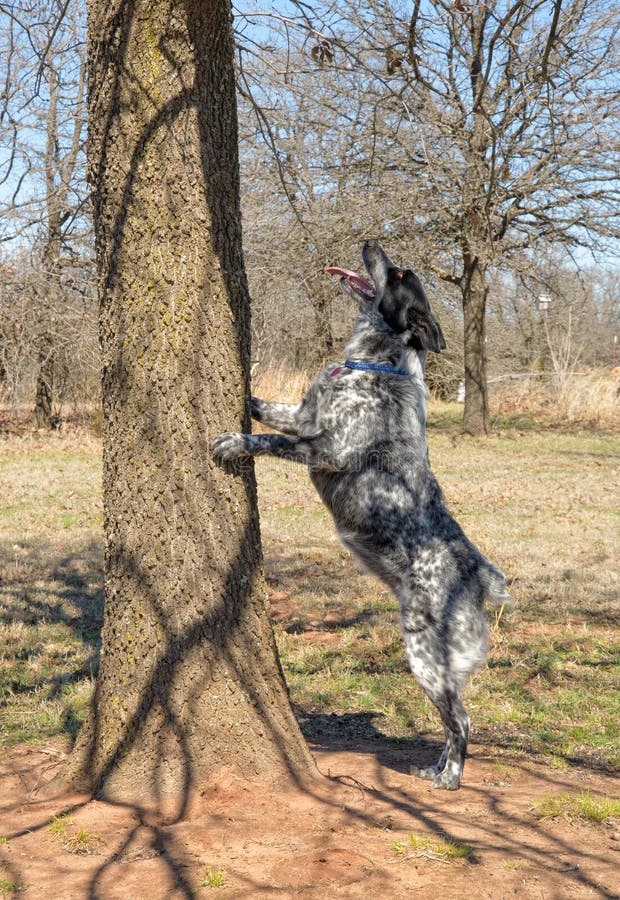 132 Barking Up Tree Stock Photos - Free & Royalty-Free Stock Photos ...