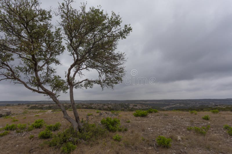 TExas Hill Country with Mesquite Tree on the Left Stock Image - Image ...