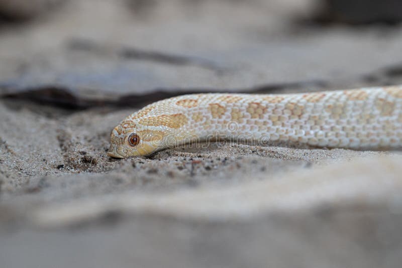 Texas Hog-nosed Snake, Heterodon Nasicus Stock Photo - Image of nature ...