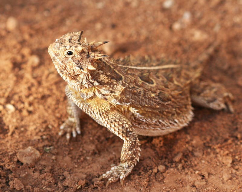 A Texas Horned Lizard stock image. Image of phrynosoma - 14602981