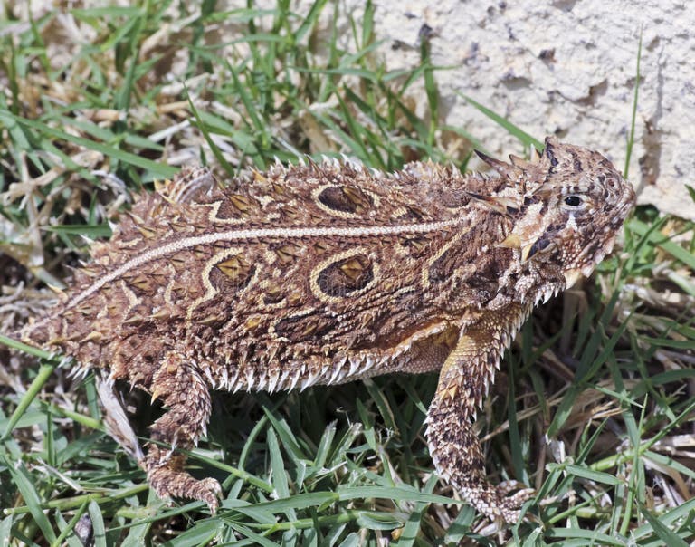 Texas Horned Lizard Stock Photos - Free & Royalty-Free Stock Photos ...