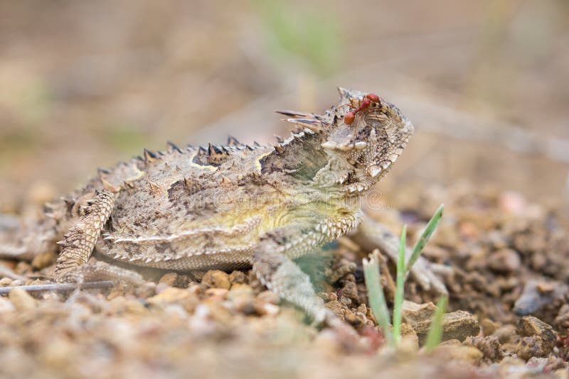 Texas Horned Lizard with Red Ant on Head Stock Photo - Image of looking ...