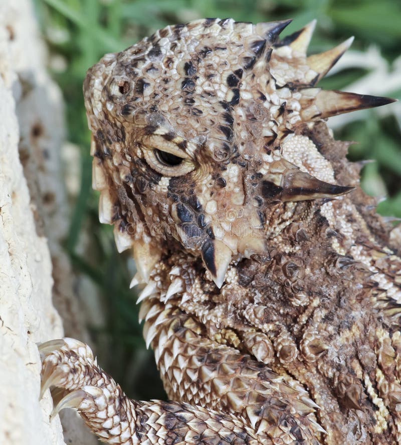 A Texas Horned Lizard S Head and Claws Stock Photo - Image of natural ...