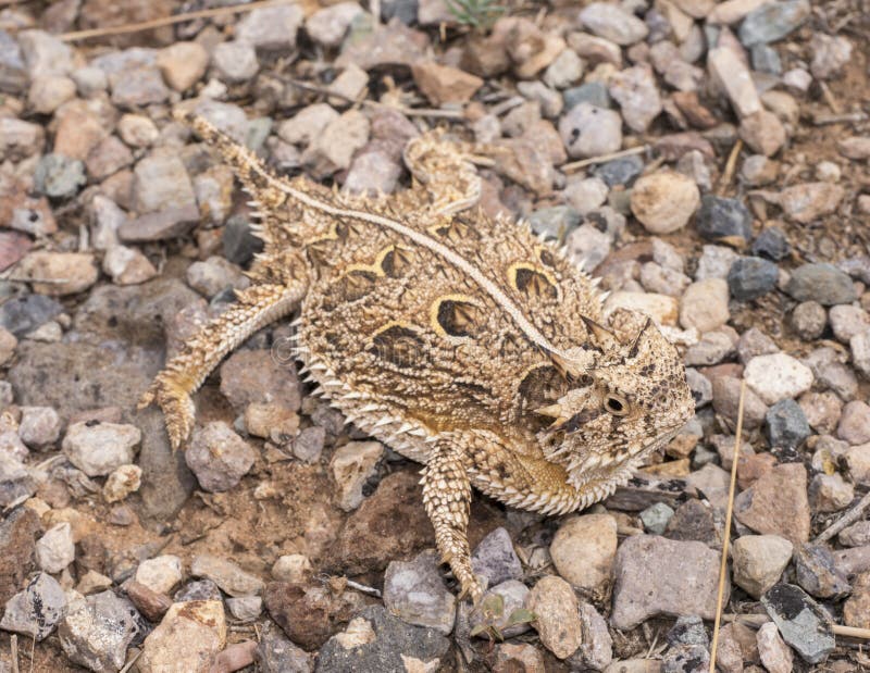Texas Horned Lizard Or Toad Stock Image - Image of spiky, protection ...