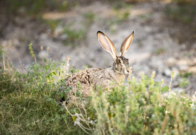 Alert Texas Jackrabbit in a Grassy Woodlands Area Stock Image - Image ...